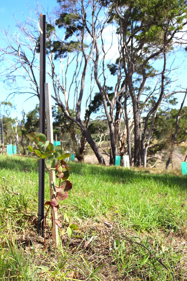 Tall kangaroo tree guards missing | Portland Observer